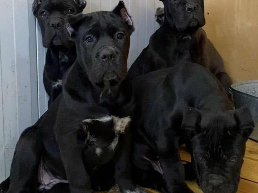 Кане Корсо - черные девочки