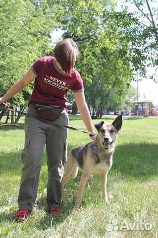 Собака из приюта в дар