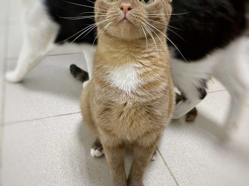 Кошка в дар