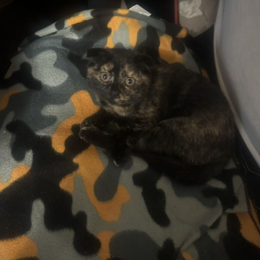 Котенок британка