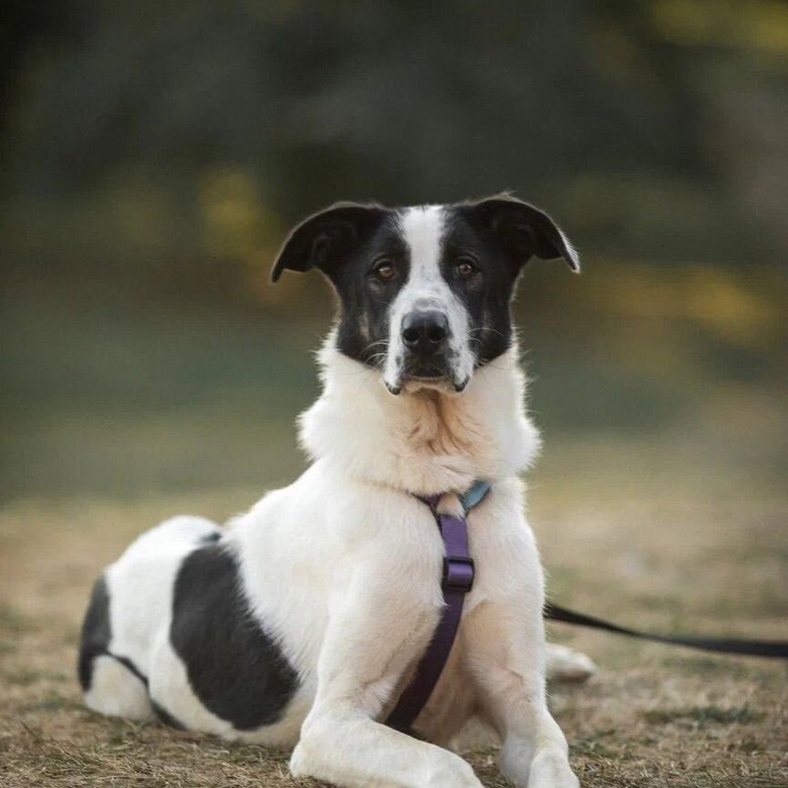 Собака в добрые руки