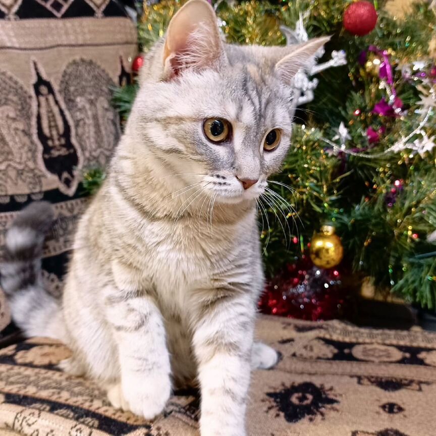 Котенок Женевьева