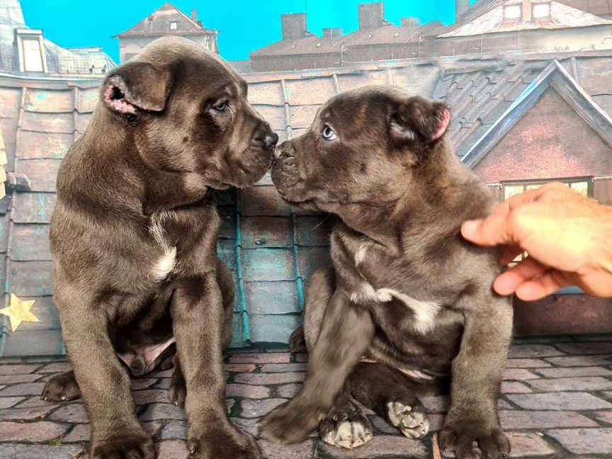 Малыши Кане Корсо