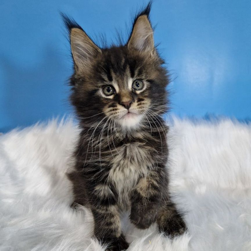 Мейн-кун котёнок