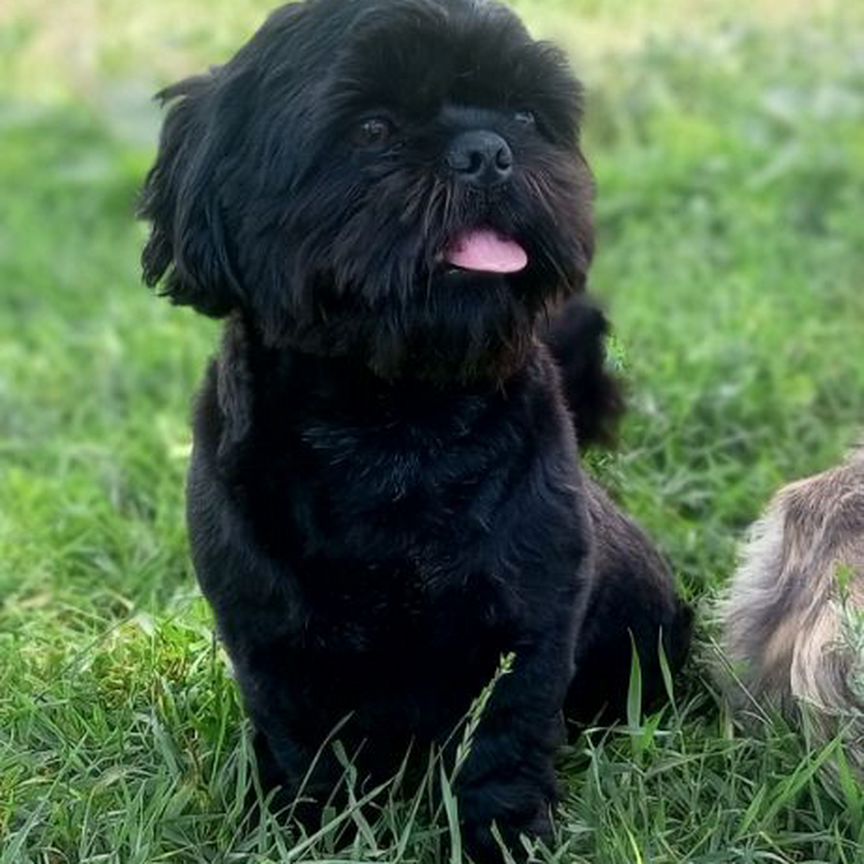 Щенки щи-тцу