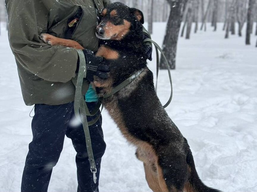 Собака из приюта в добрые руки