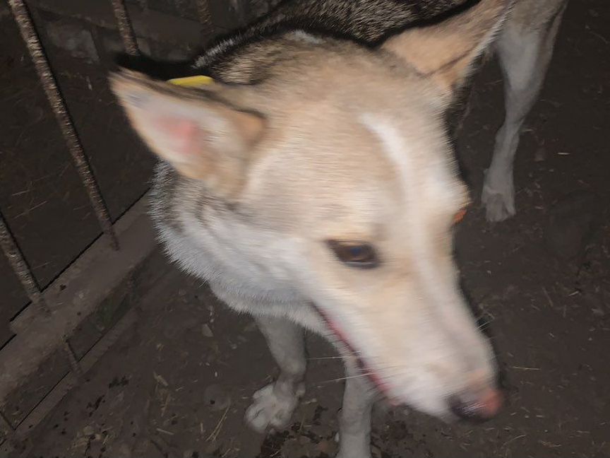 Собака в добрые руки девочка стерильная