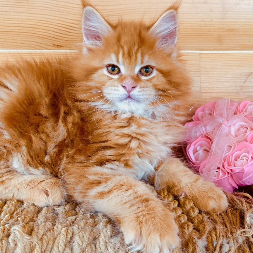 Полидактильные кошечки мейн кун с документами