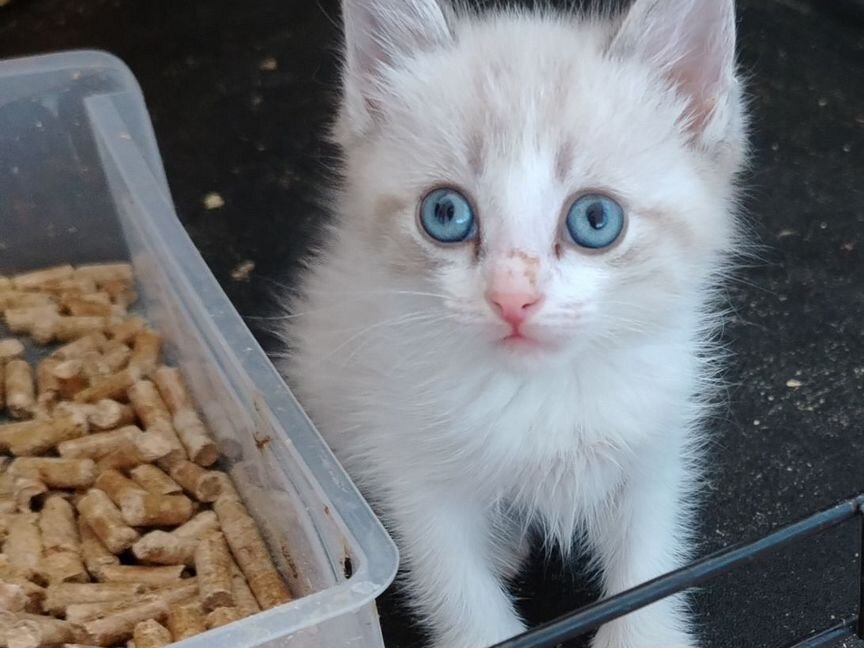 Котенок красивый мальчик 1,5 месяца