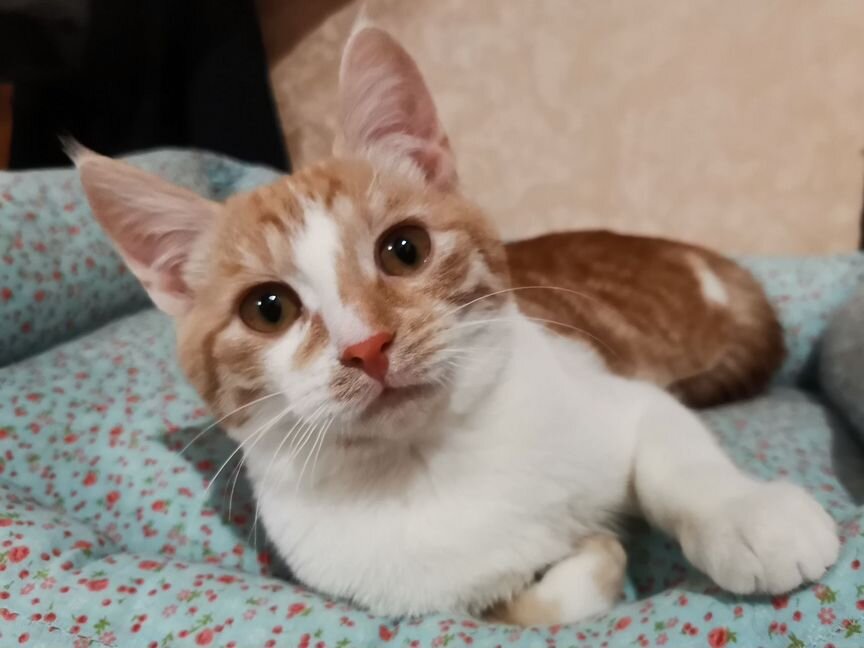 Котик в дар, 4 месяца