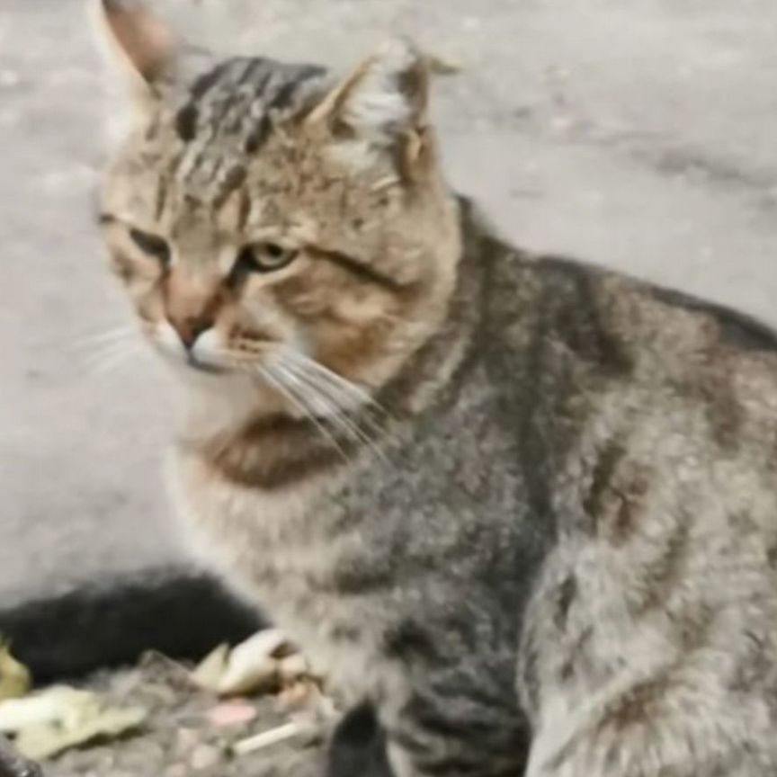 Пожалуйста, спасите кота. Нужна передержка, дом