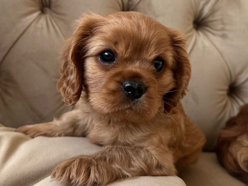 Кавалер кинг чарльз спаниель мальчик рубин