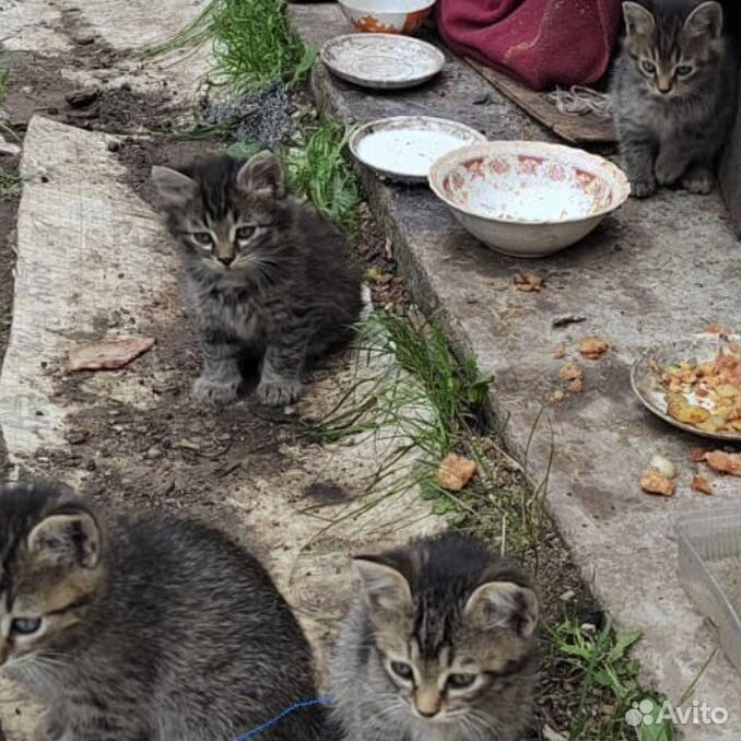 Котята-охотники в добрые руки