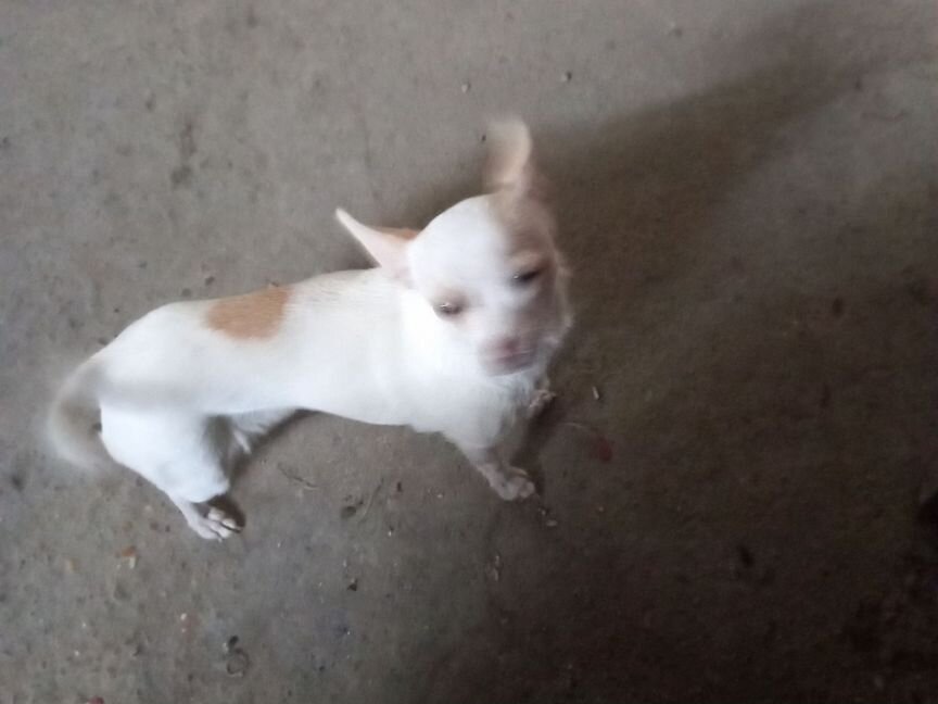 Продаю двух собачек той теъер