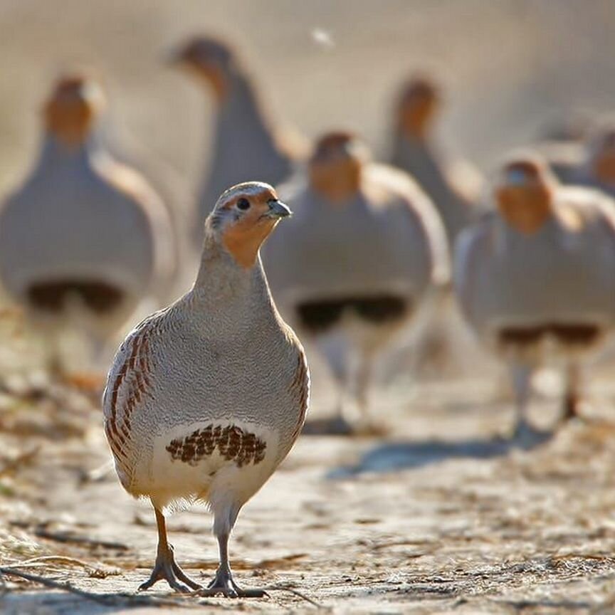 Серая куропатка оптом