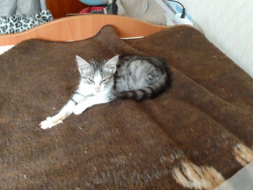 Кошка