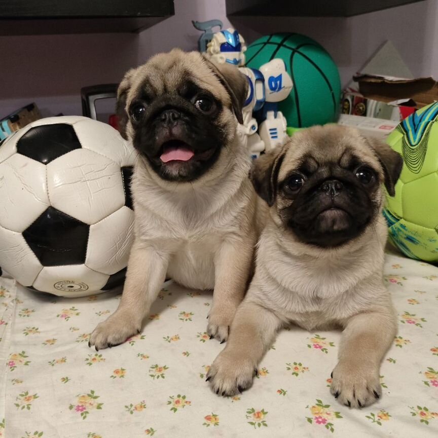 Мопс, щенок