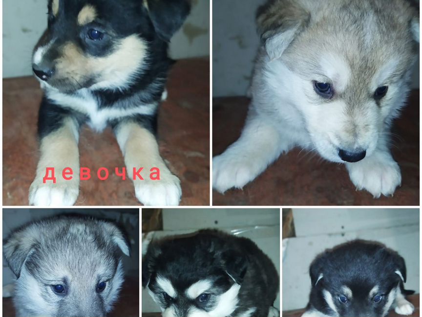 Щенки (метисы) лайки
