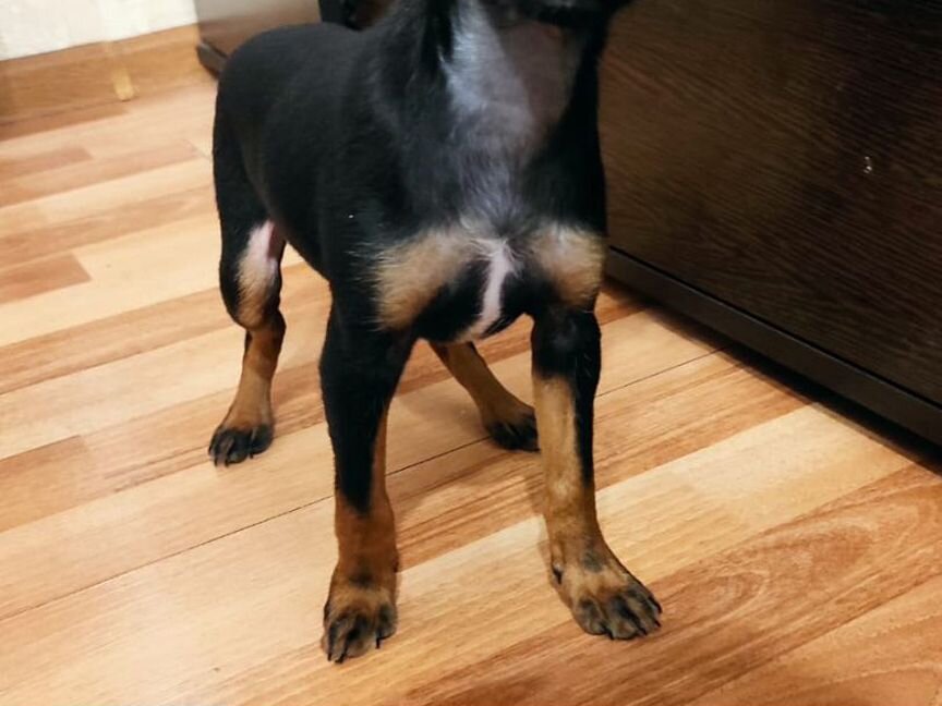 Белые тойчики