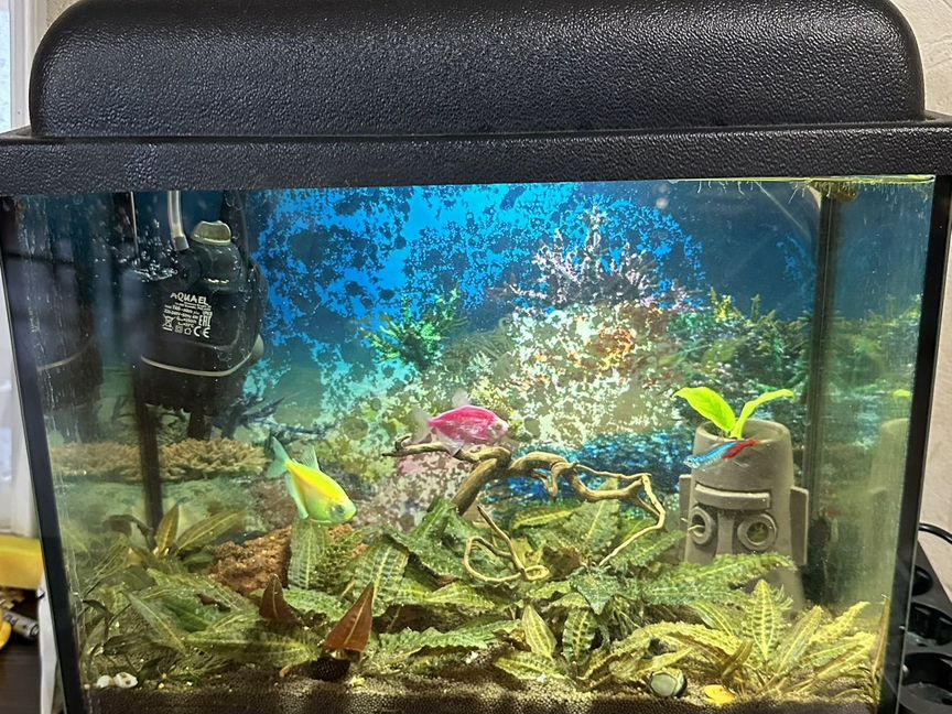 Аквариум с рыбками