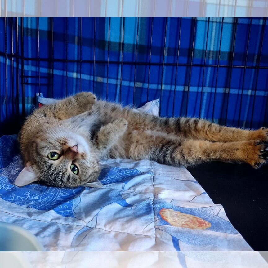 Взрослый кот в добрые руки