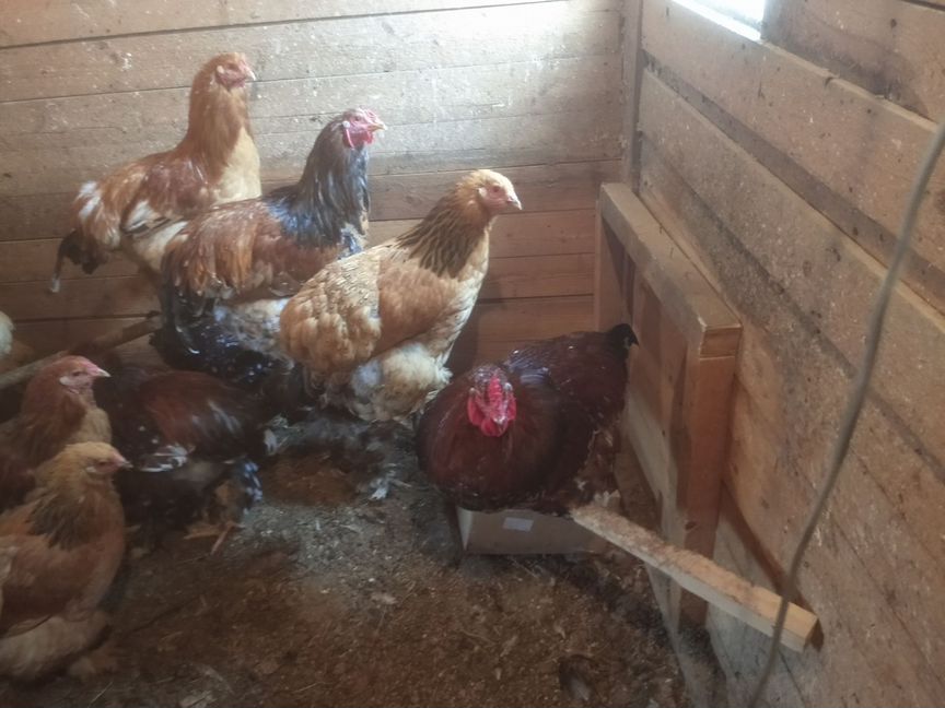 Петух брама