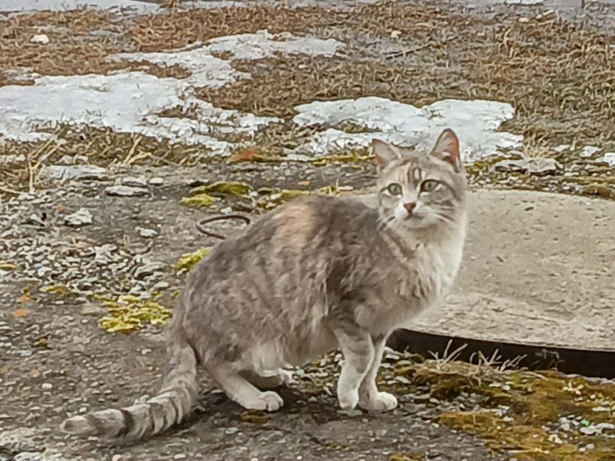 Бесплатно возьмите в дом крысоловок