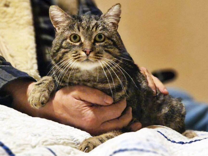 Котик добряк