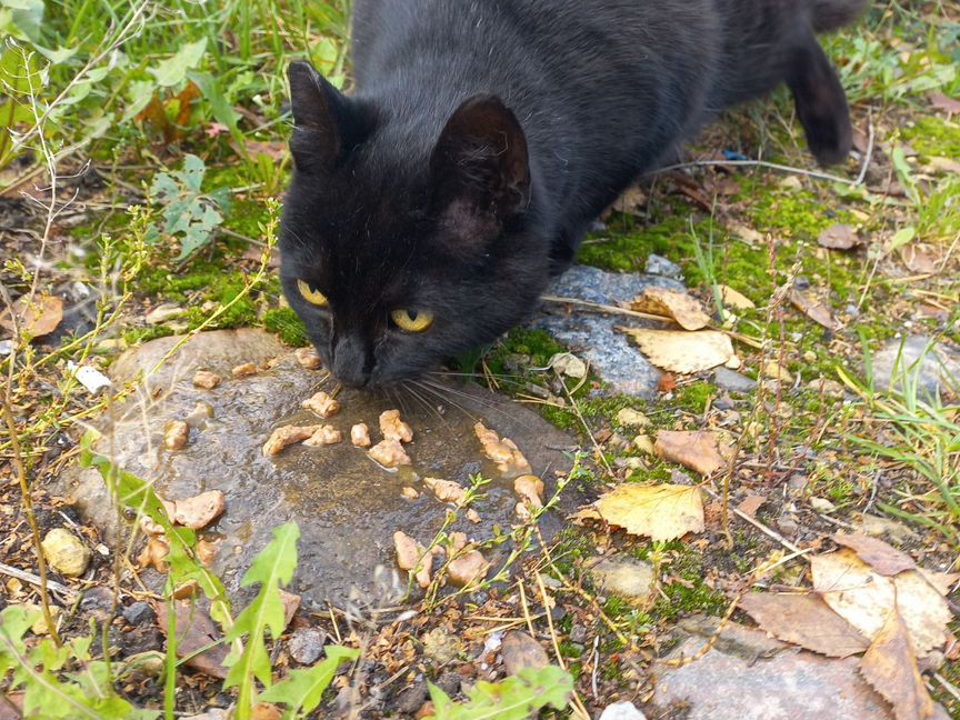 Кошка в дар бесплатно