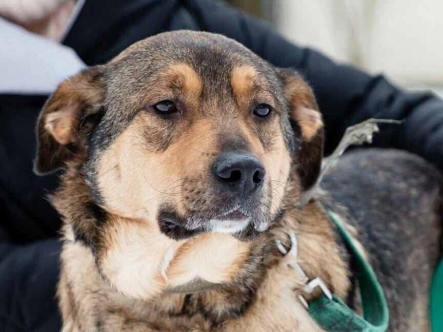 Собака из приюта: Локки ищет дом