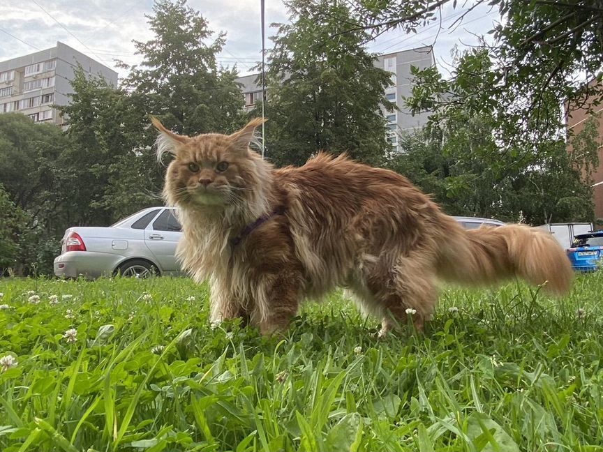 Кот на вязку