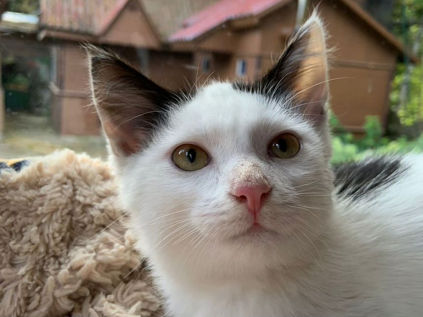 Котенок мальчик бесплатно