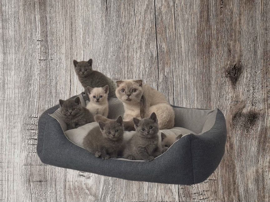 Шотландские вислоухие котята