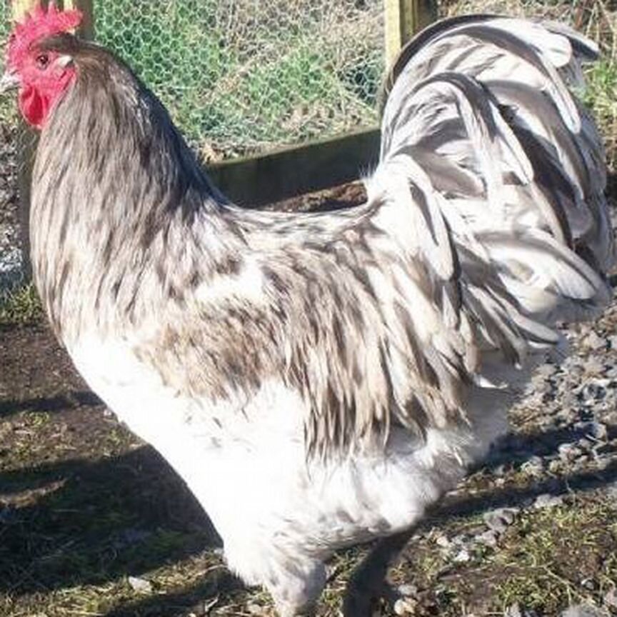 Куры петухи