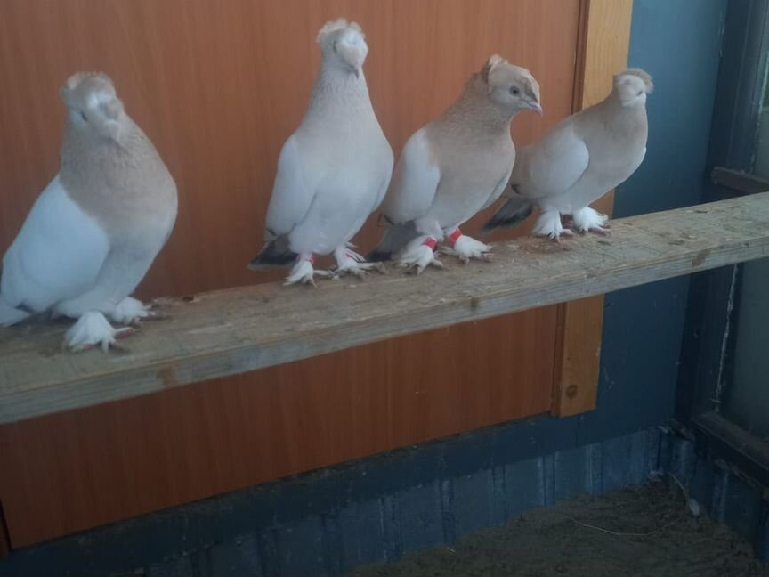 Голуби турецкие такла