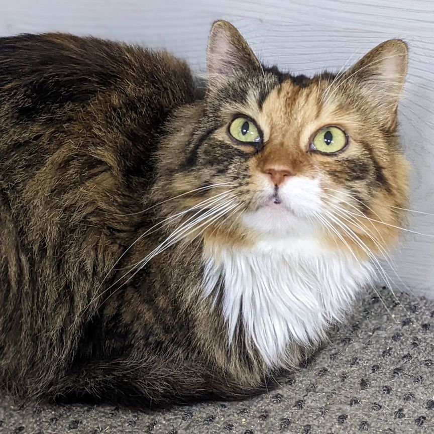 Взрослая, кошка в добрые руки