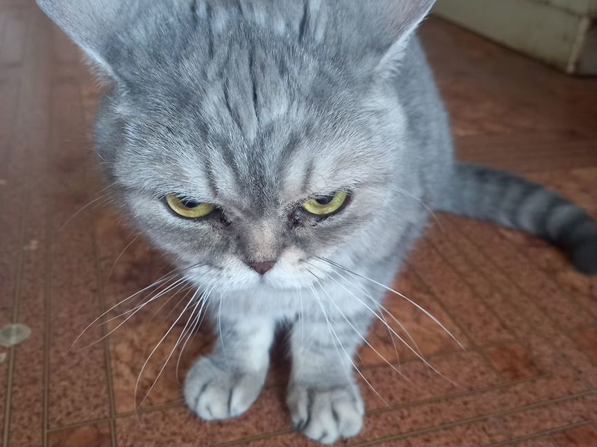 Кошечка в добрые руки