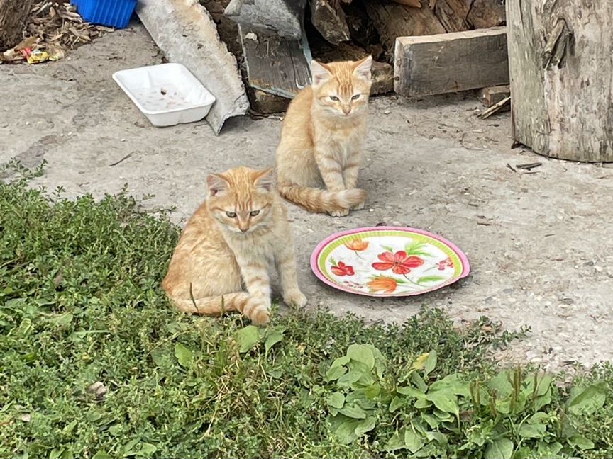 Спаси жизнь котенку, ждут семью и друга