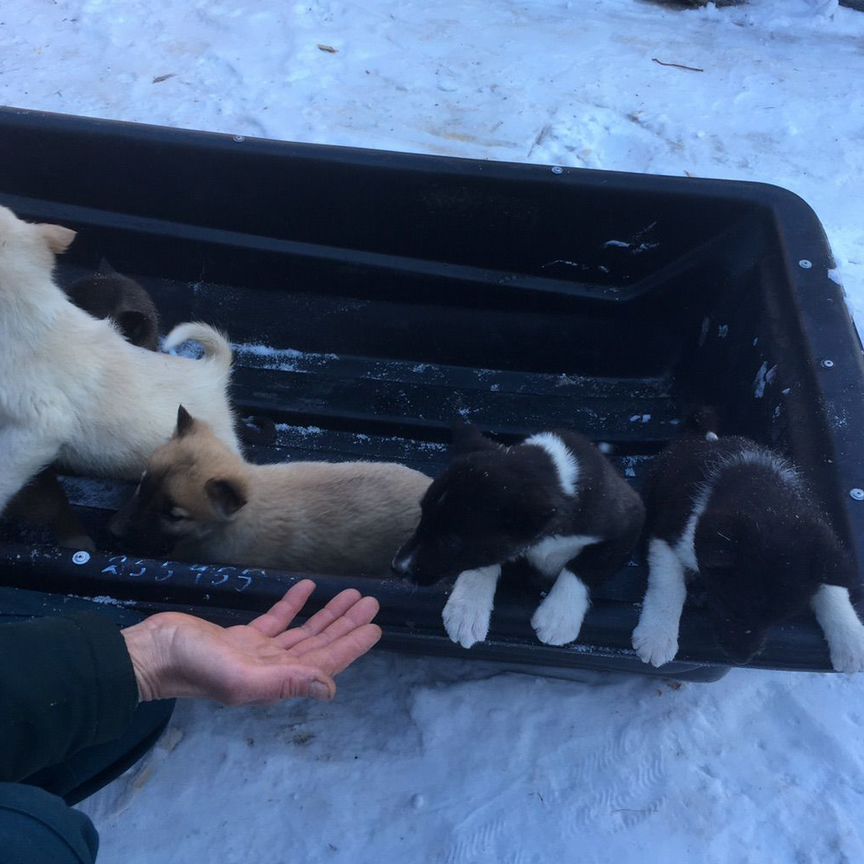 Восточно сибирская лайка