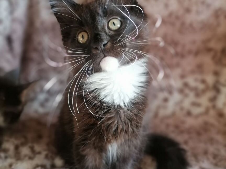 Котята мейн-кун