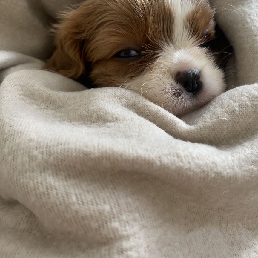 Кавалер кинг чарльз спаниель