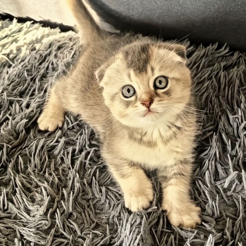 Шотландский вислоухий короткошёрстный котёнок