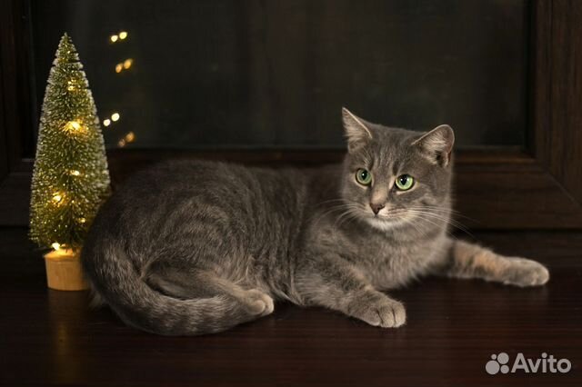 Кошка Офелия в добрые руки