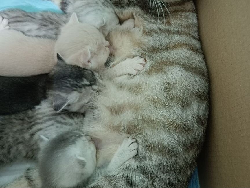 Шотландские котята
