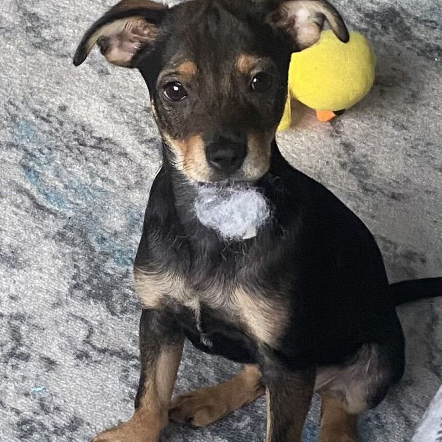 Той-терьер щенки