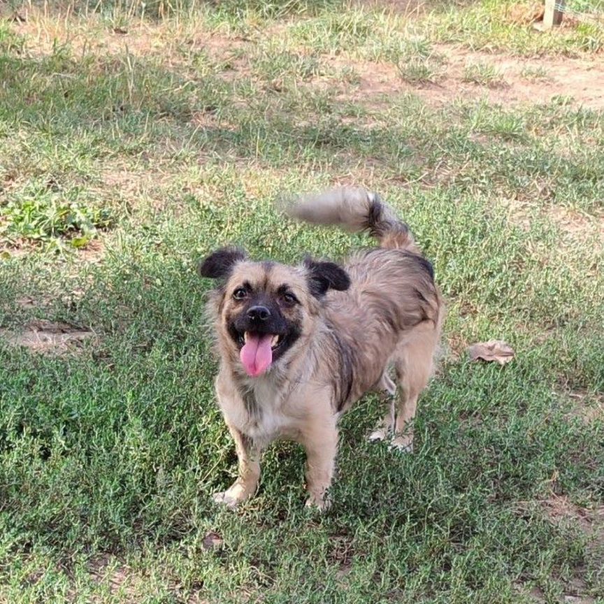 Мира и Белла