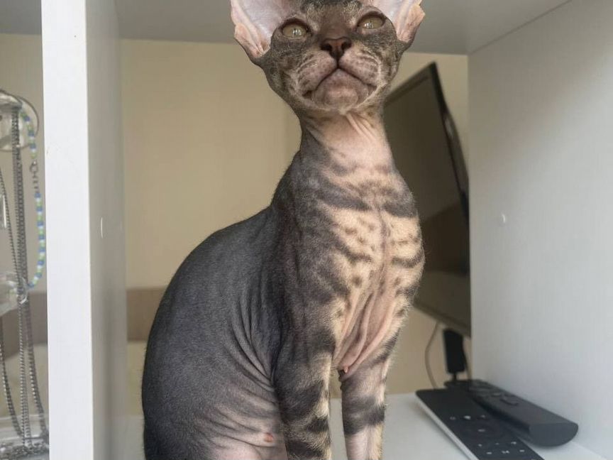 Донской сфинкс котята