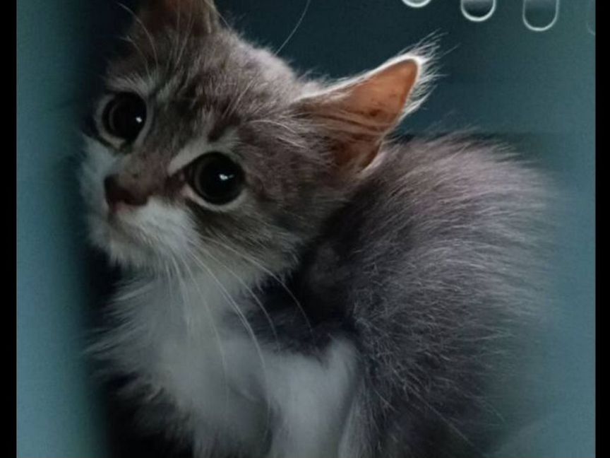 Пушистое счастье в добрые руки