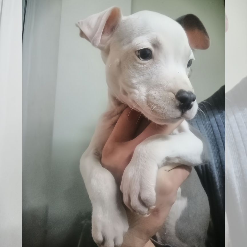 Американский стаффордширский терьер, щенок