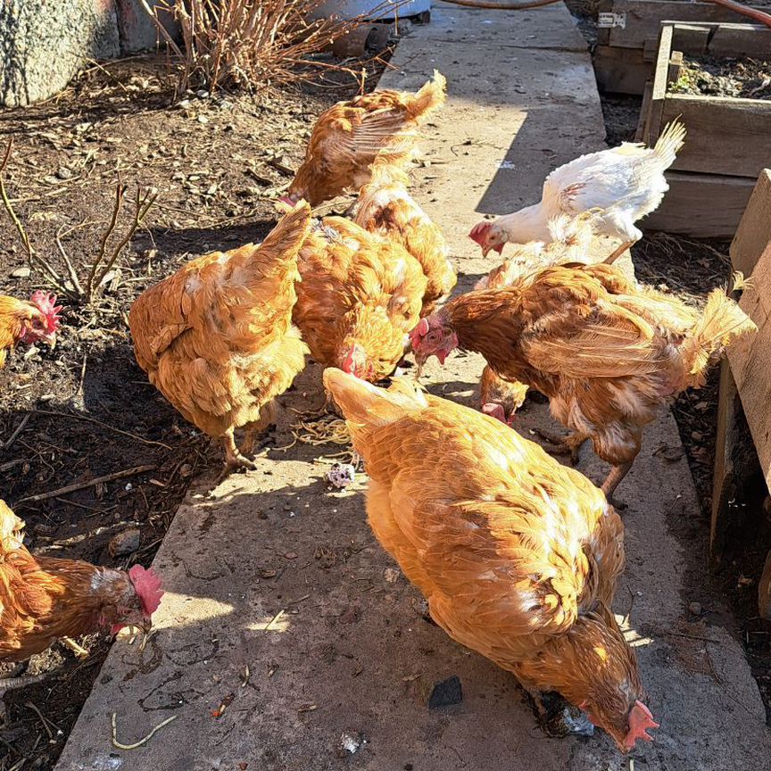 Куры несушки продам